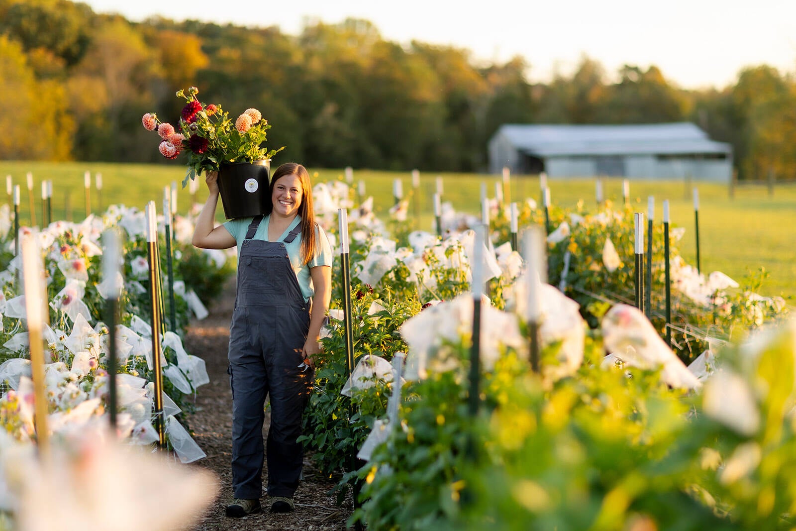 corner field flowers